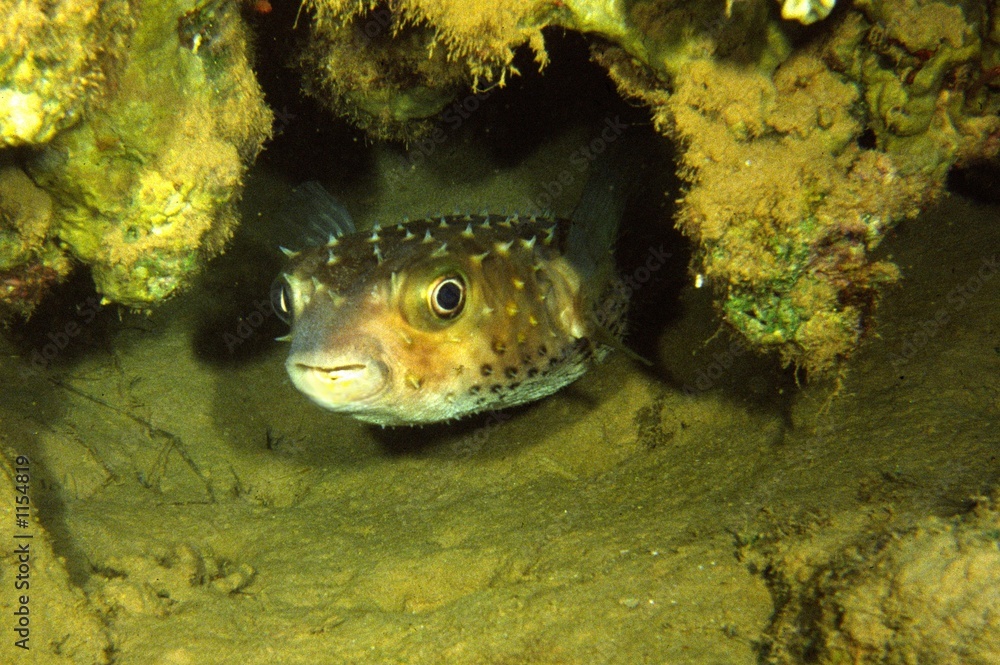 igelfisch ii Stock-Foto | Adobe Stock