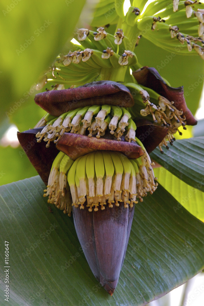 bananenblüte Stock-Foto | Adobe Stock