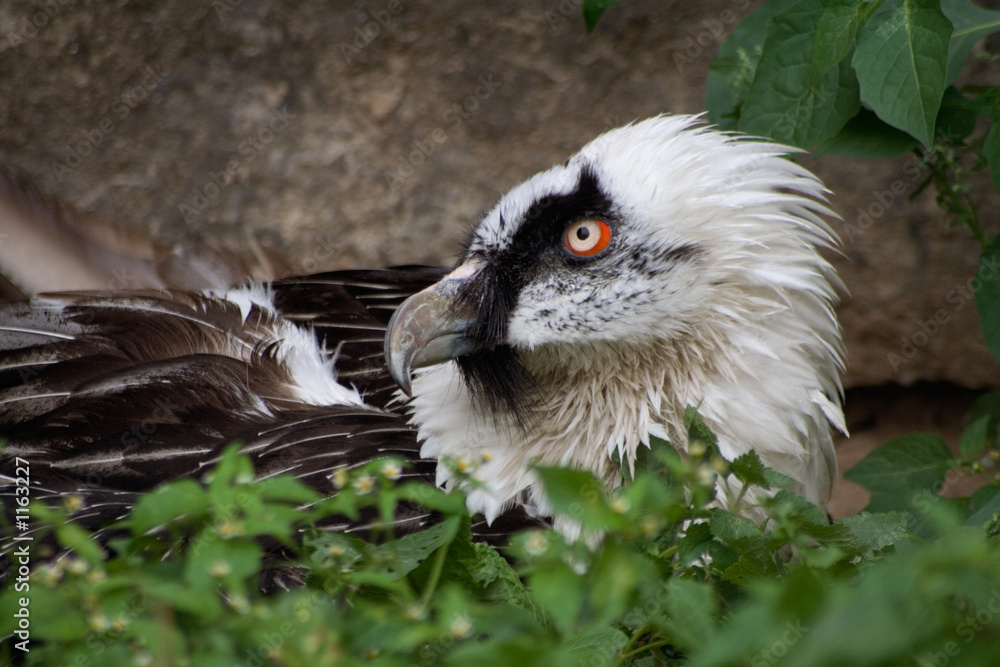 bearded vulture, falcon Stock Photo | Adobe Stock
