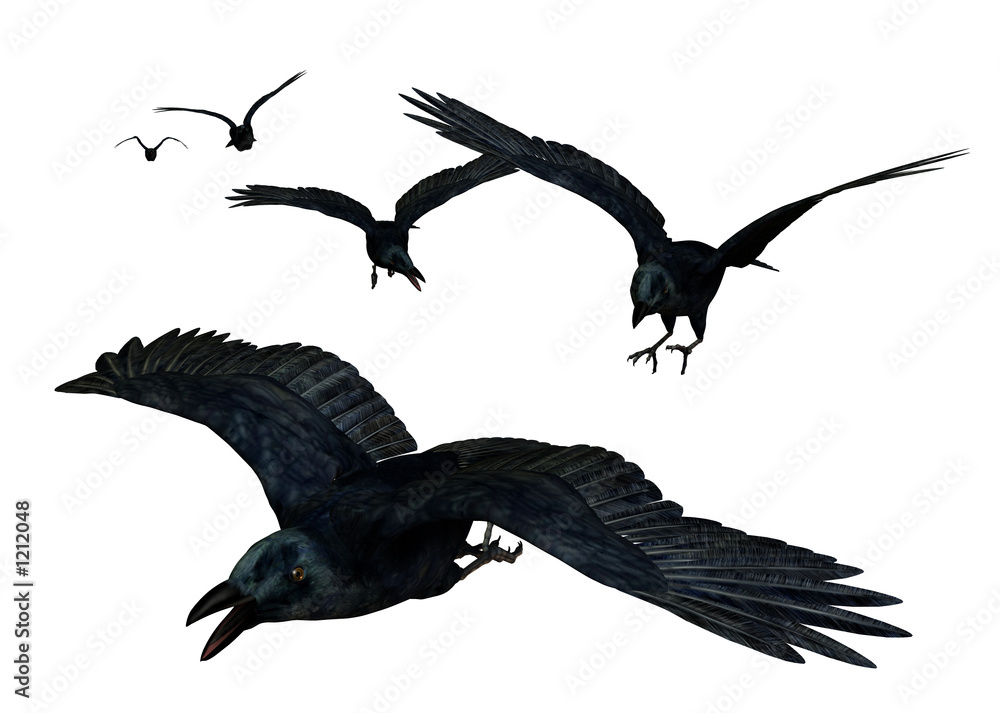 crows flying Stock Illustration | Adobe Stock
