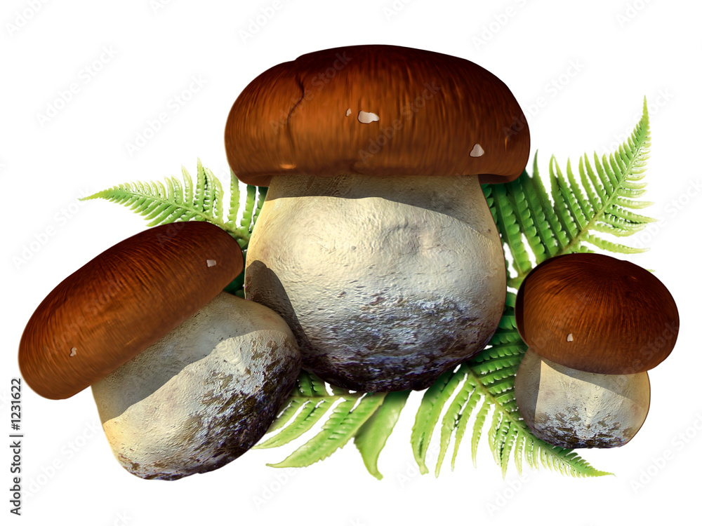 bolet champignon Stock Illustration | Adobe Stock