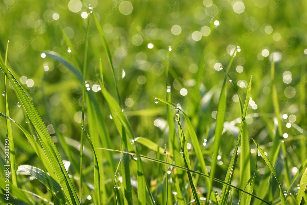 Condensation On Grass