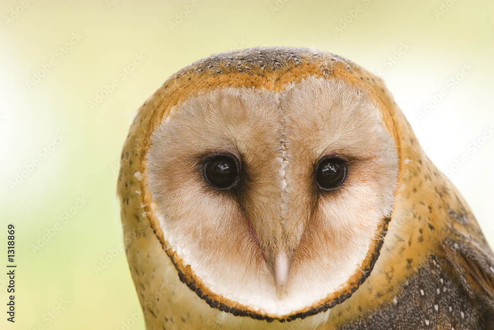 barn owl face Stock Photo | Adobe Stock