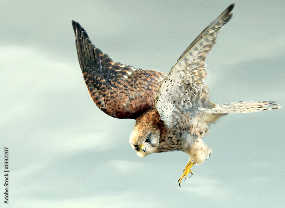 falke im sturzflug Stock-Foto | Adobe Stock