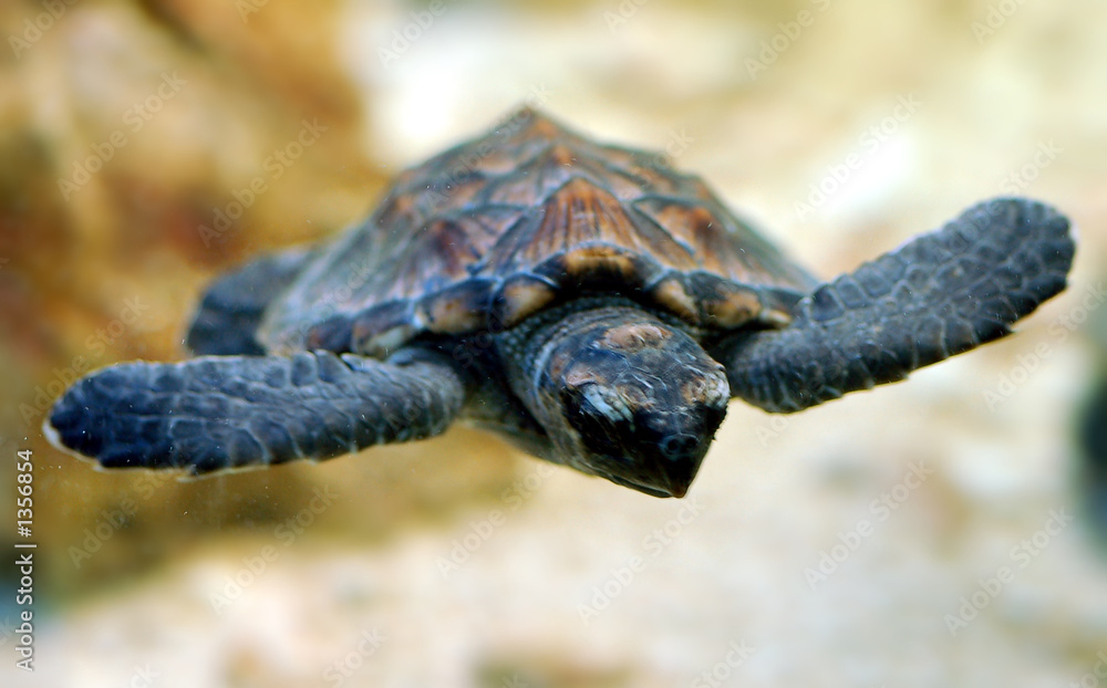 baby sea turtle Stock Photo | Adobe Stock