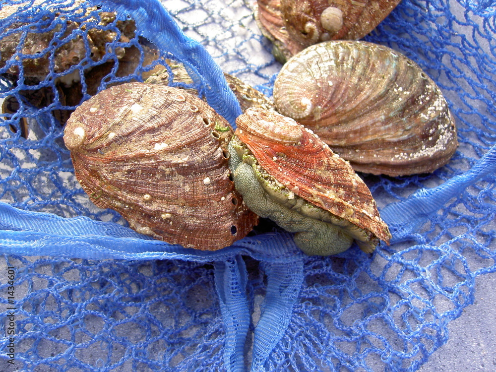 ormeaux Stock-Foto | Adobe Stock