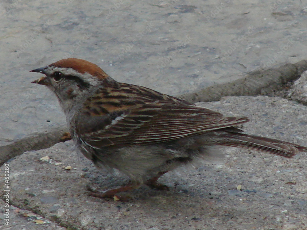 red headed sparrow Stock Photo | Adobe Stock
