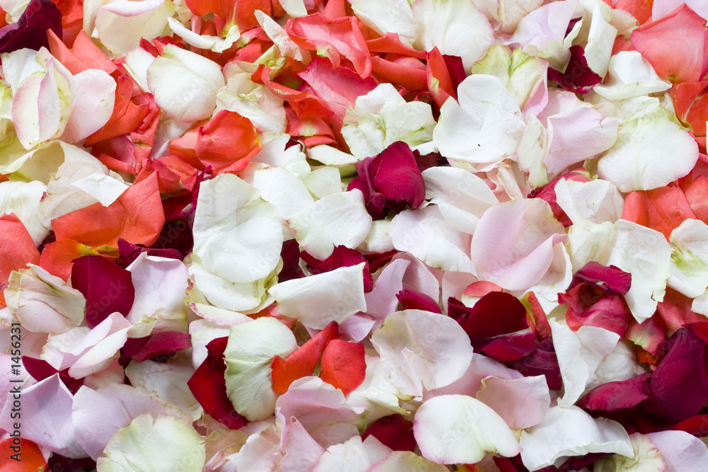 rose background Stock Photo | Adobe Stock