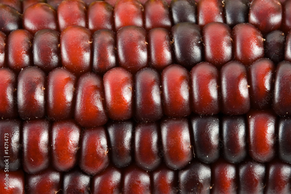 corn detail beta Stock Photo | Adobe Stock