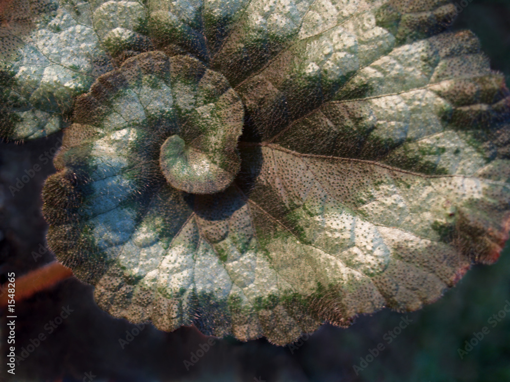 escargot begonia, single leaf Stock Photo | Adobe Stock