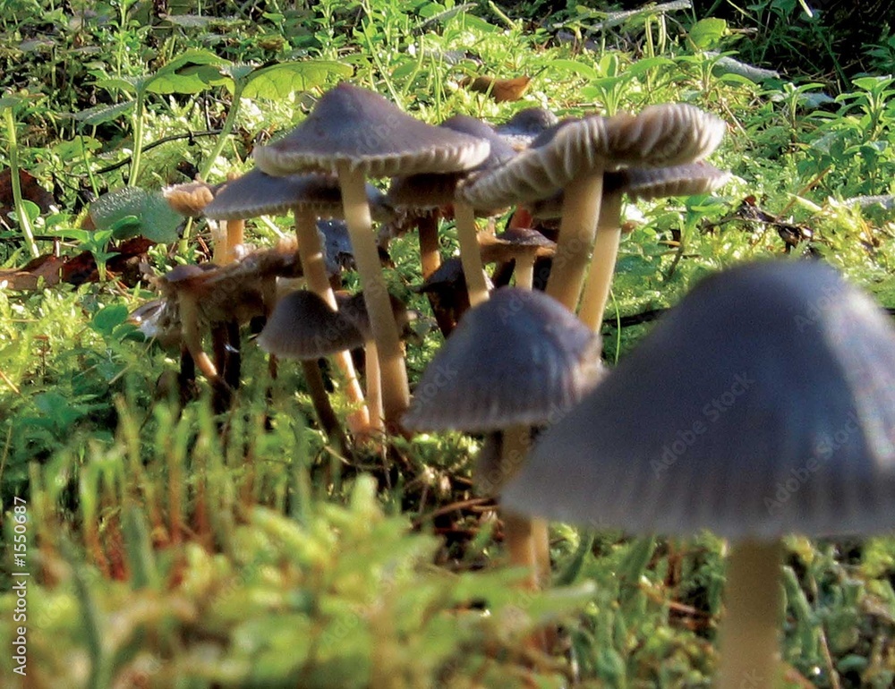 pilze Stock Photo | Adobe Stock