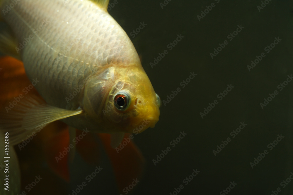 goldfish Stock Photo | Adobe Stock
