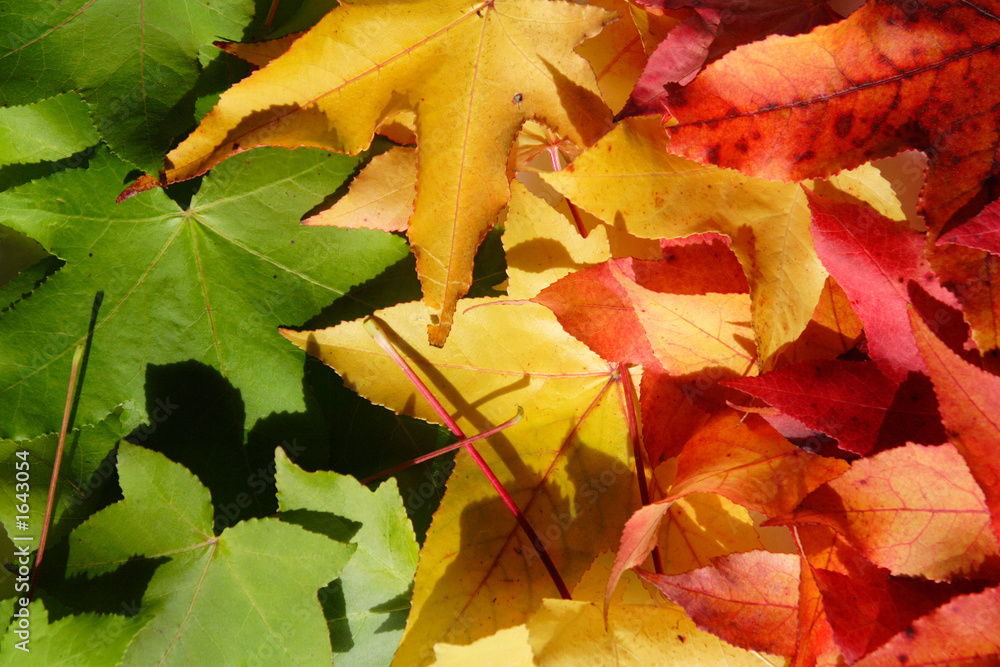 vert, jaune rouge Photos | Adobe Stock