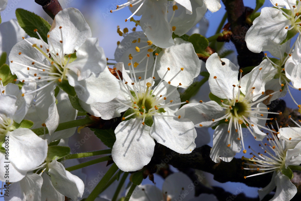 fleurs de prunier Stock Photo | Adobe Stock