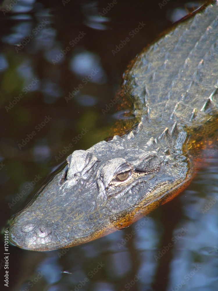 lurking gator Stock Photo | Adobe Stock