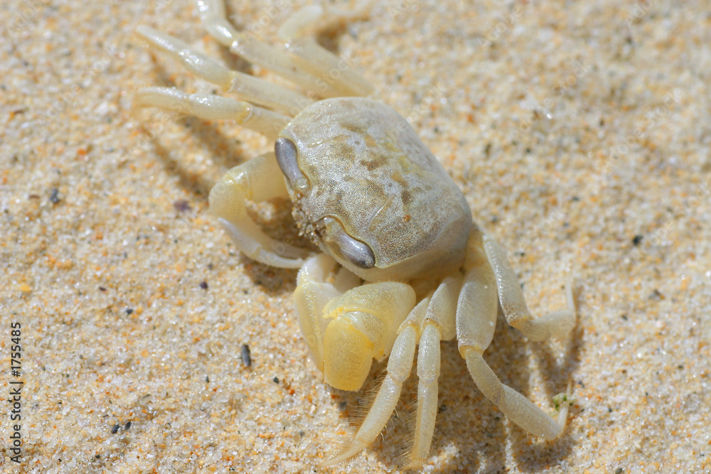 crusty crab Stock Photo | Adobe Stock
