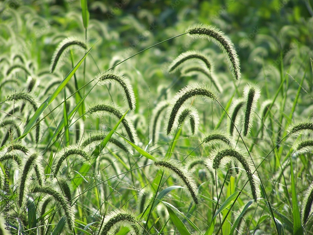 fuzzy grass Stock Photo | Adobe Stock