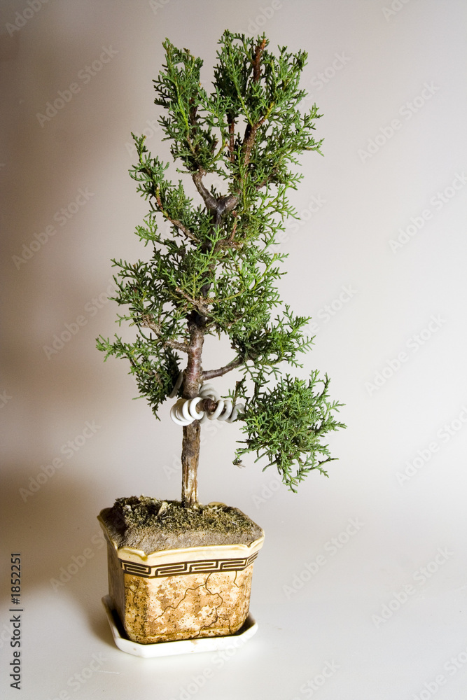 bonsai cypress Stock Photo | Adobe Stock