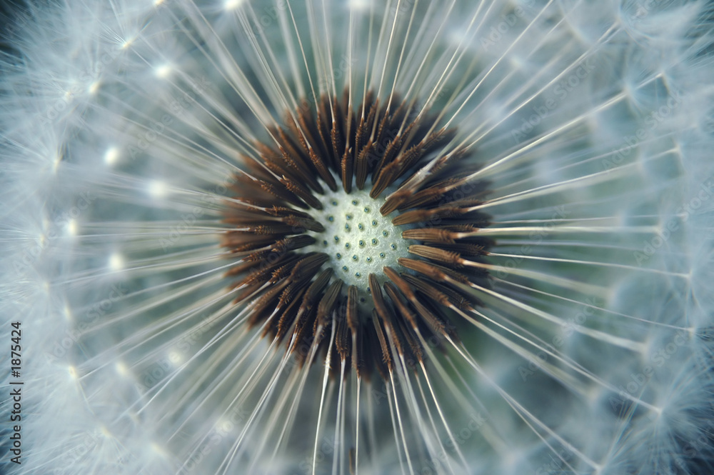 dandelion Stock Photo | Adobe Stock