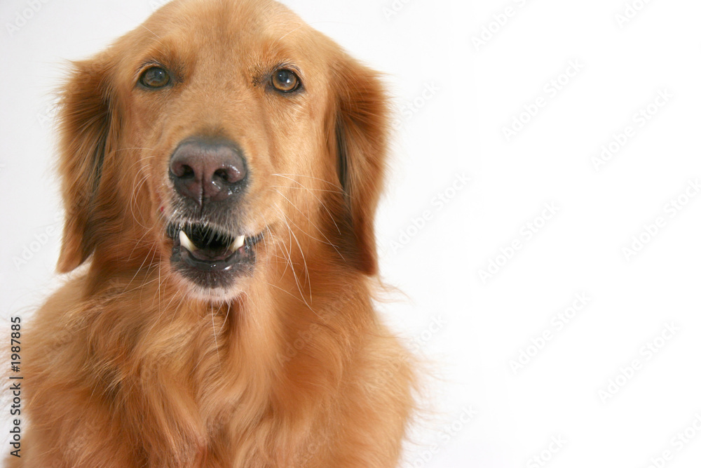 dog Stock Photo | Adobe Stock