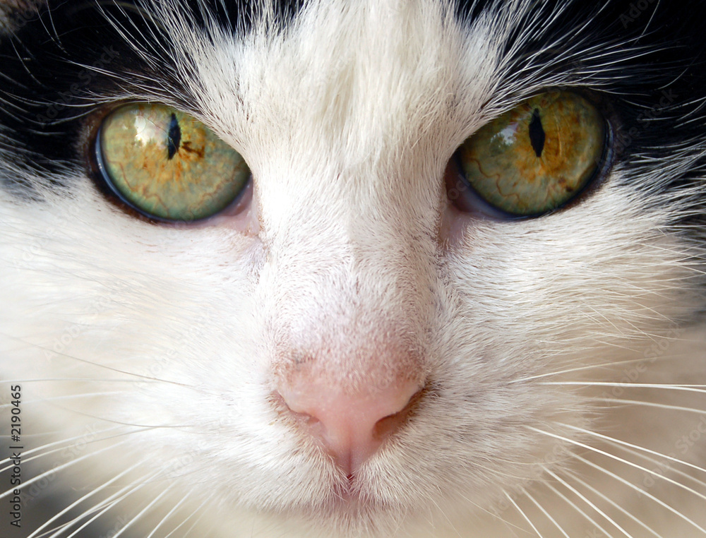 viso gatto Stock Photo | Adobe Stock