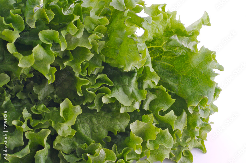 lettuce Stock Photo | Adobe Stock