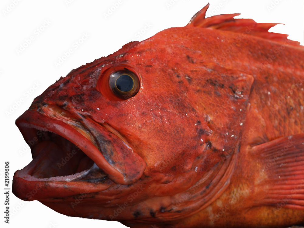 roter fisch Stock-Foto | Adobe Stock