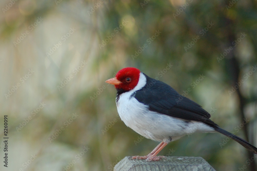 oiseau tete rouge Photos | Adobe Stock