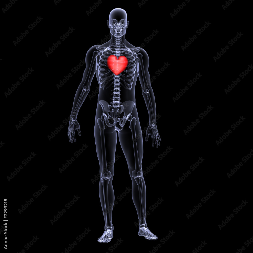 skeleton x-ray valentine heart 1 Stock Illustration | Adobe Stock