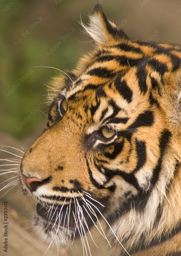 growling tiger Stock Photo | Adobe Stock