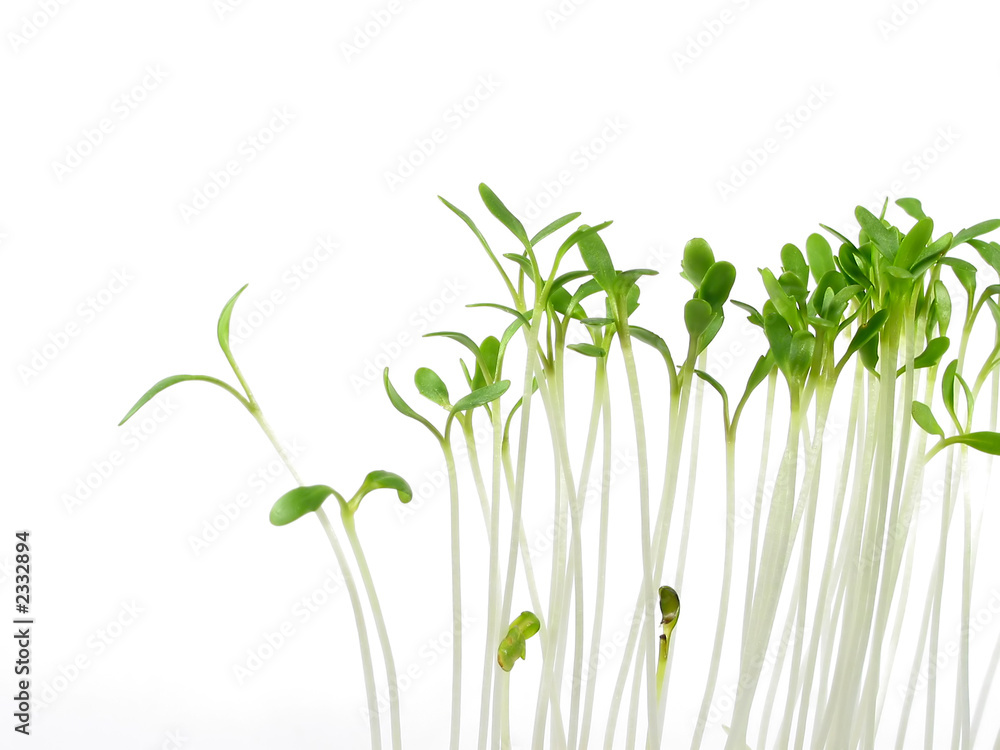 sprouts Stock Photo | Adobe Stock
