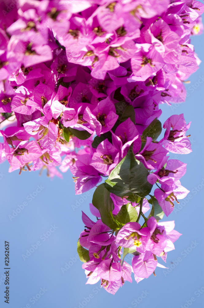 bouga Stock Photo | Adobe Stock