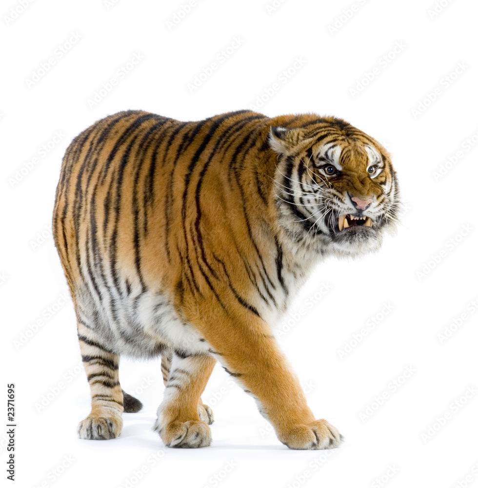 tiger walking Stock Photo | Adobe Stock