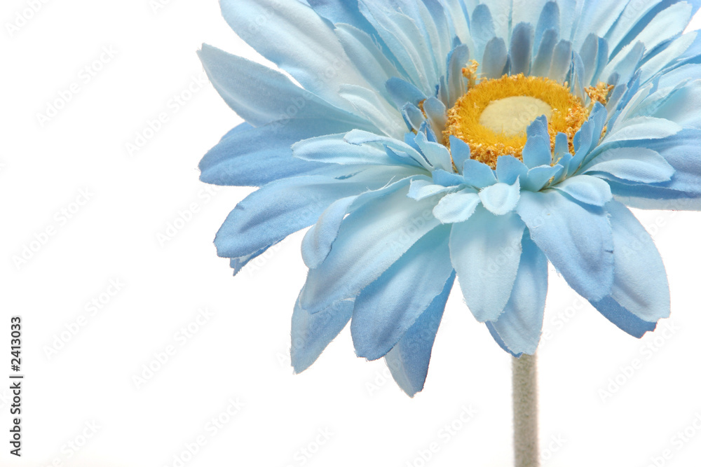 Teal Gerber Daisy
