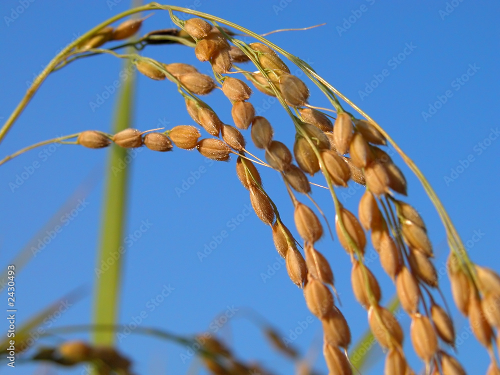 rice ear detail Stock Photo | Adobe Stock