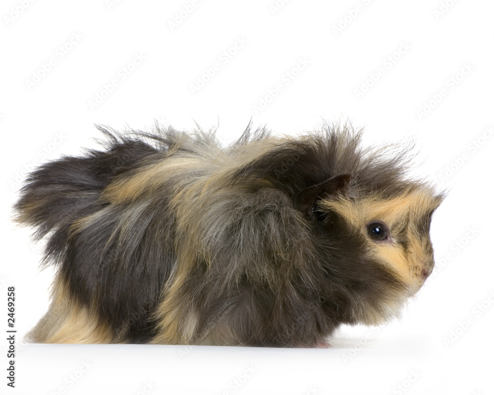 Cochon D Inde Angora
