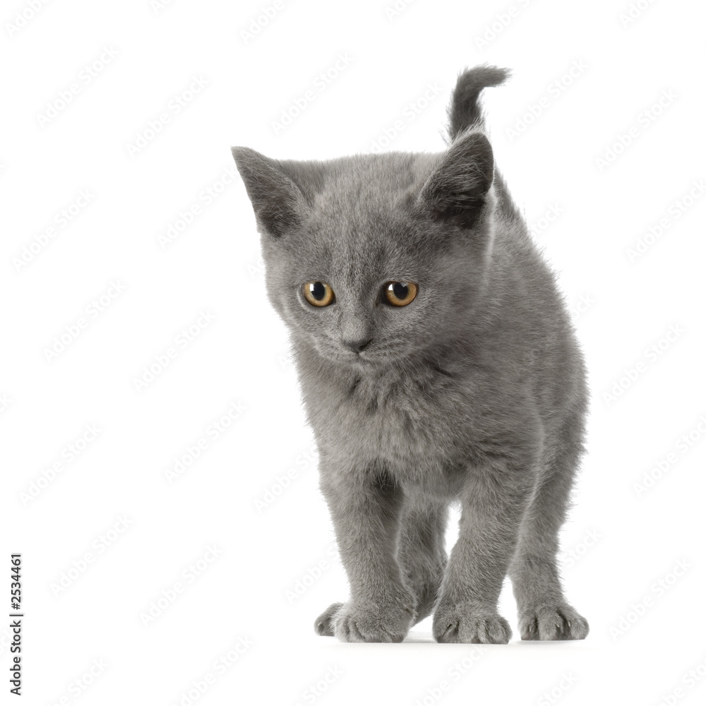 chaton chartreux Photos | Adobe Stock