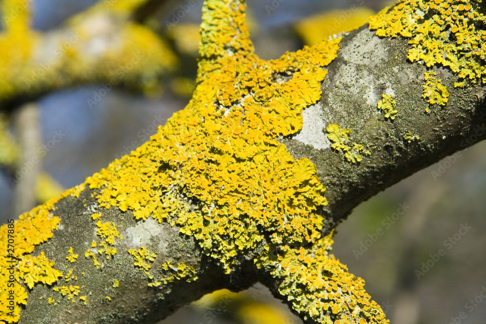 mousse jaune Photos | Adobe Stock