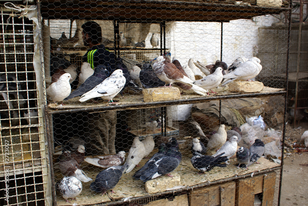 pigeons in cage Photos | Adobe Stock