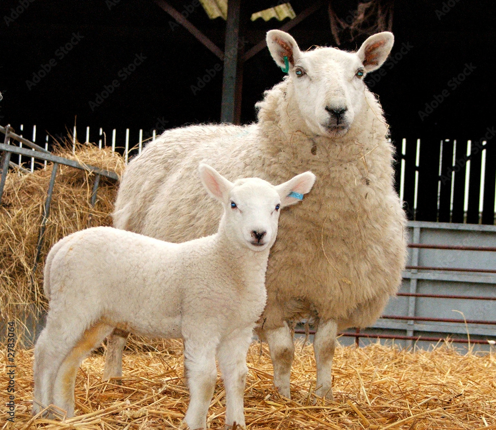 ewe and lamb Stock Photo | Adobe Stock