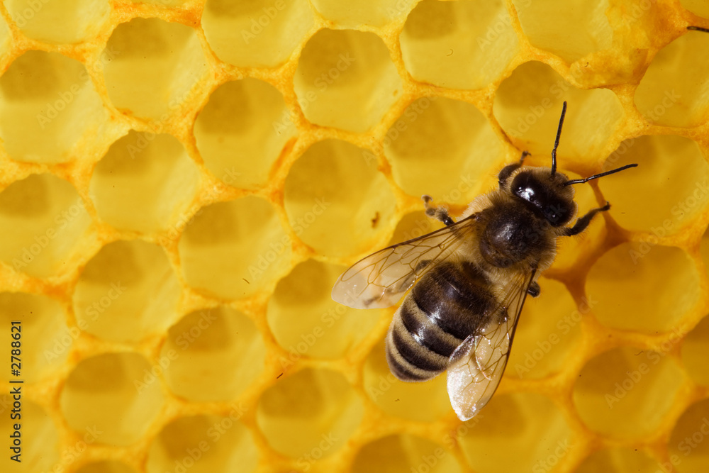 biene auf honigwabe Stock-Foto | Adobe Stock
