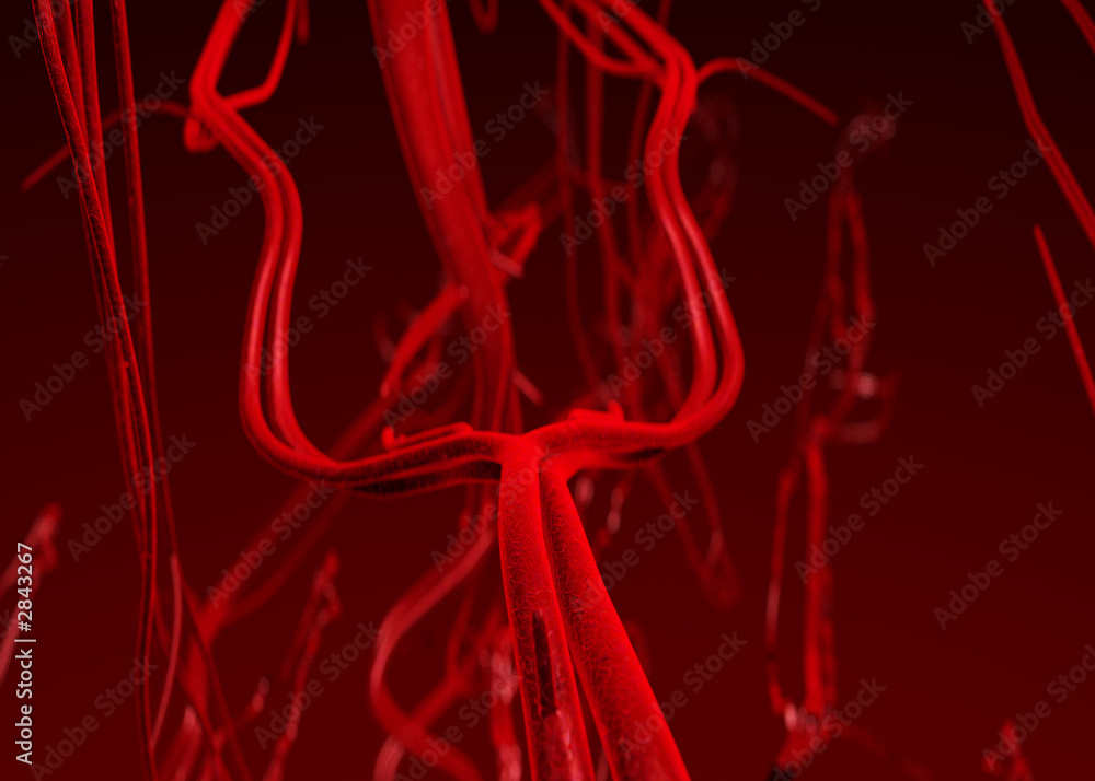blood arteries and veins Stock Illustration | Adobe Stock
