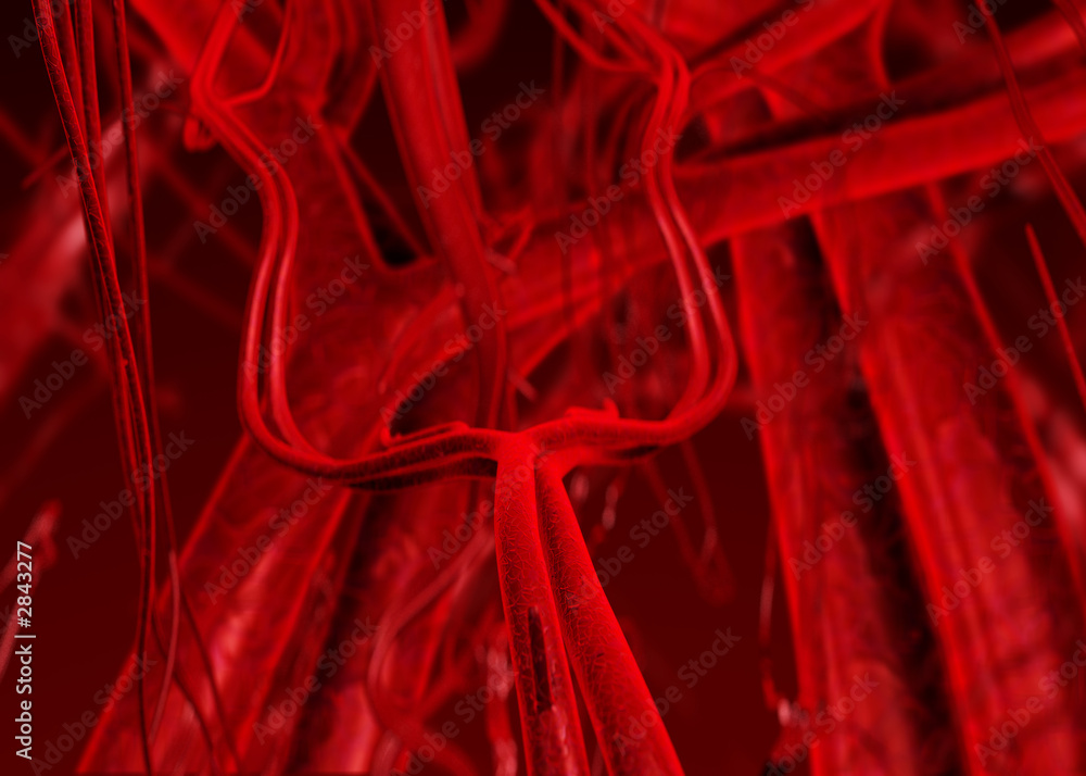 blood arteries and veins Stock Illustration | Adobe Stock
