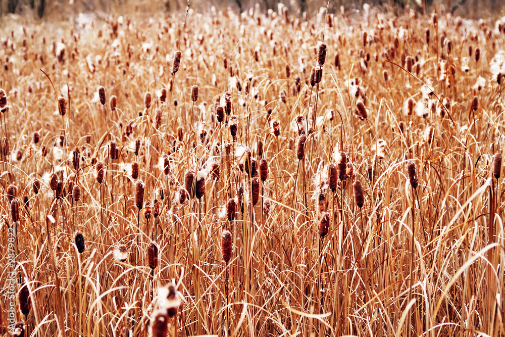 reed texture Stock Photo | Adobe Stock