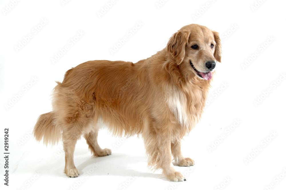 Golden Retriever Puppy Standing