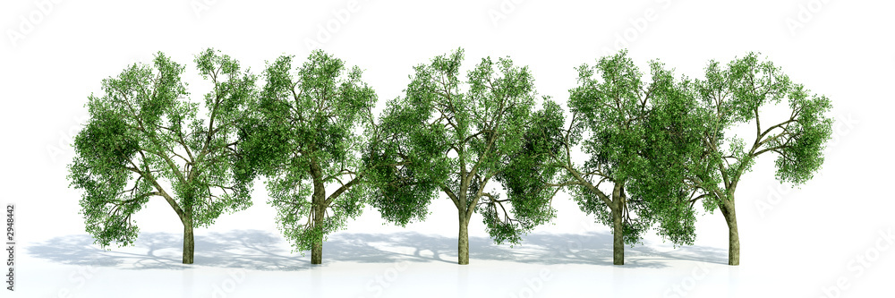 arbre collection Stock Photo | Adobe Stock