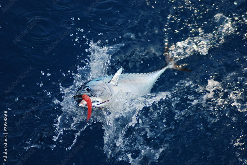 tuna Stock Photo | Adobe Stock