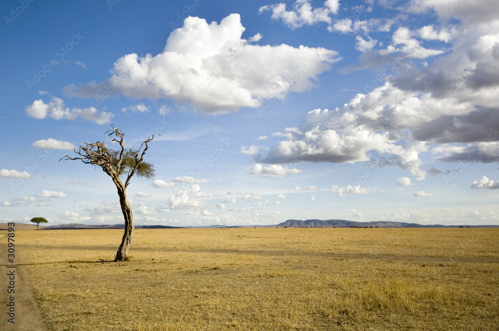 arbre isolé Stock Photo | Adobe Stock