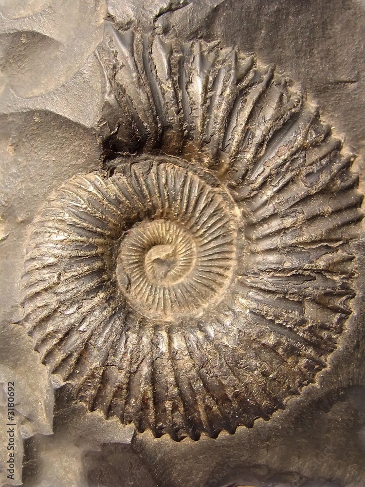 Poster ammonite – Wall Art | UkPosters