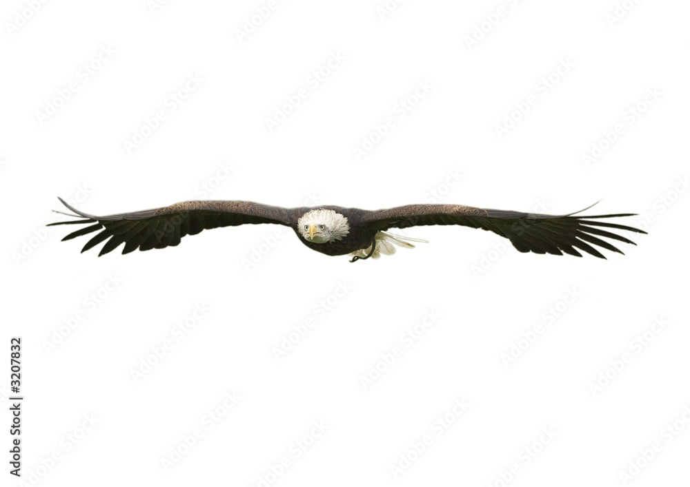 bald eagle cut out Stock Photo | Adobe Stock